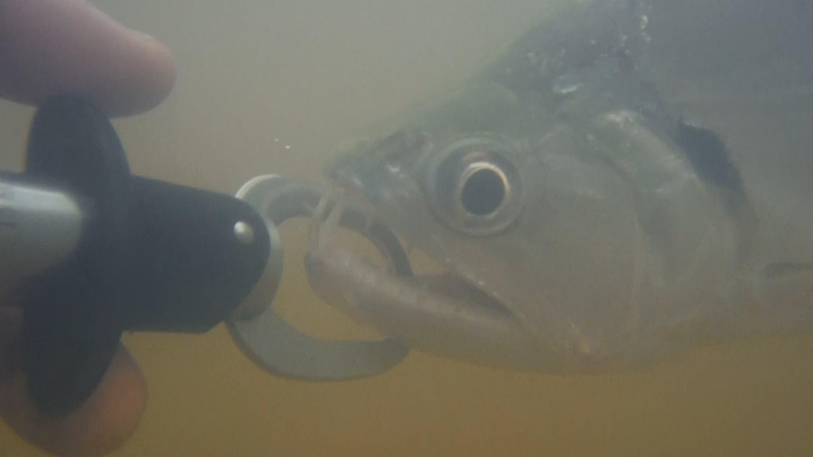 Fauna de Colombia - Wildlife Colombia: Payara o Pez Vampiro ...